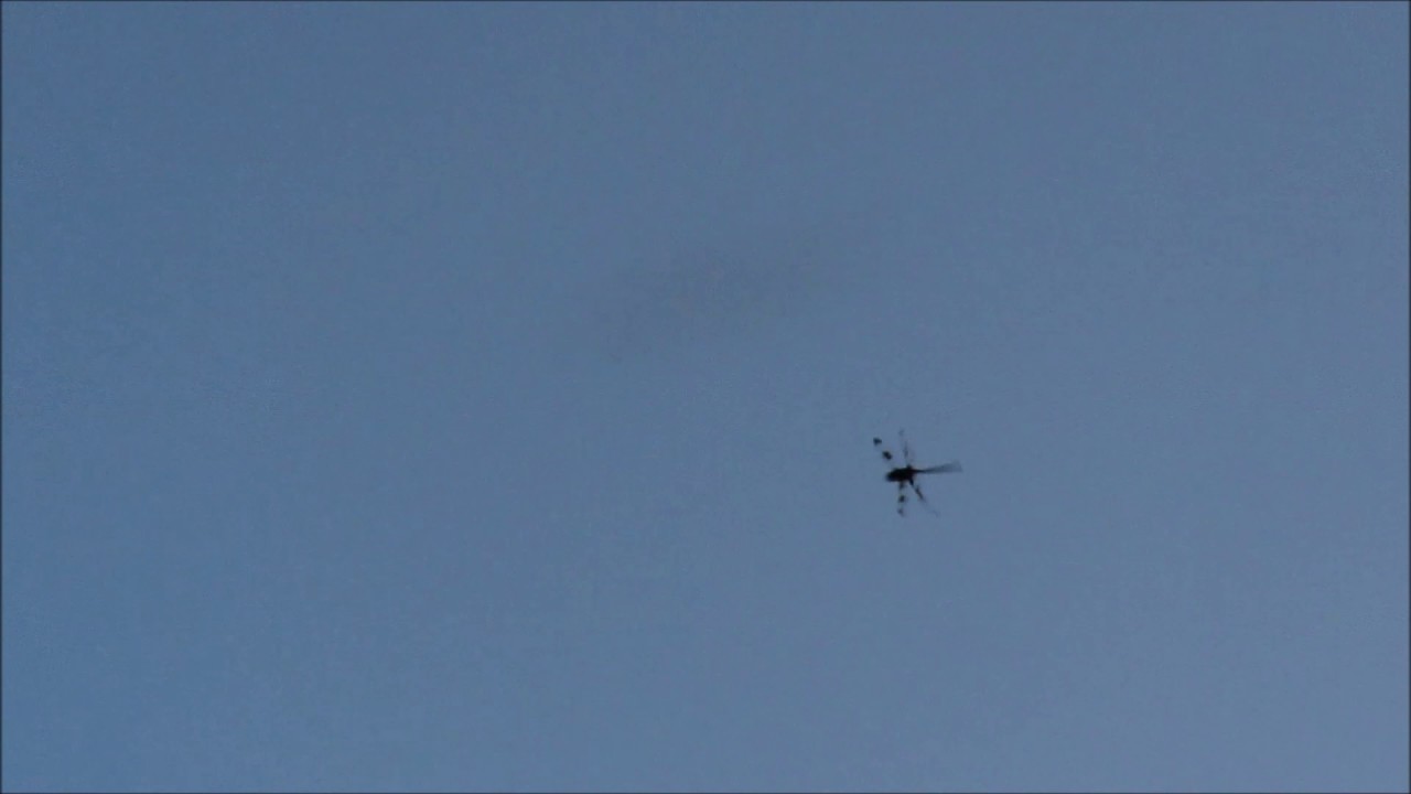 Dragonflies hunting Gnats - YouTube