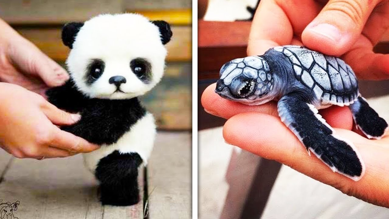 Cutest Baby Animals Videos Compilation! (Cute Moments & Funny Pets ...