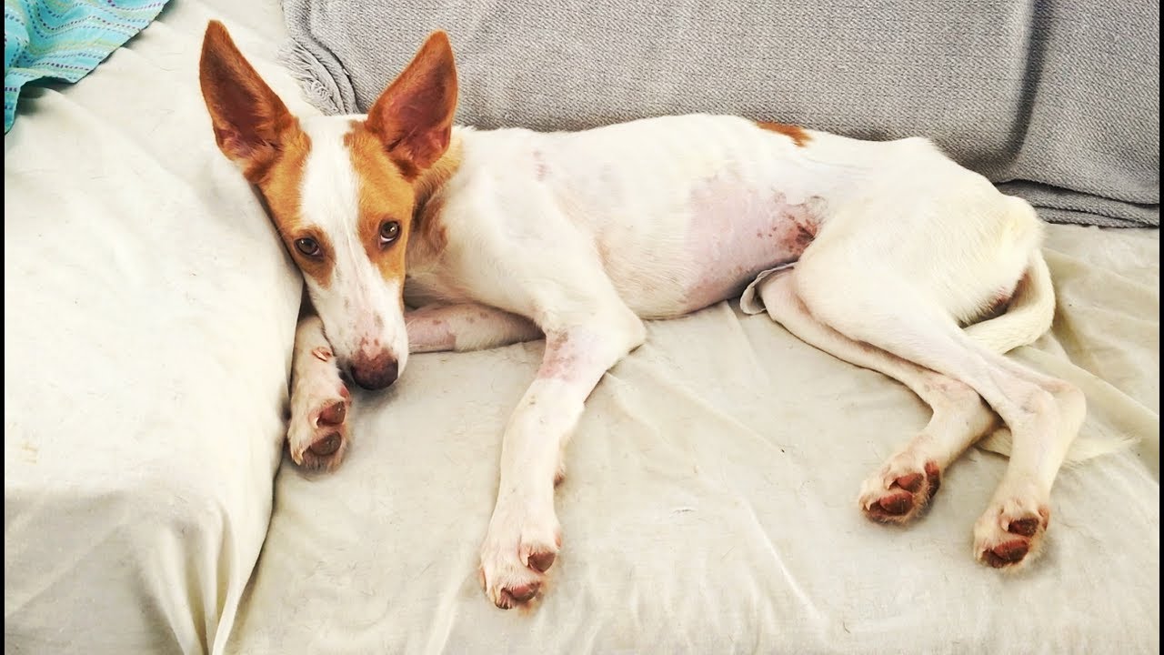 THIS DOG IS A LITTLE DEVIL. DON´T BELIEVE IT? WATCH! - YouTube