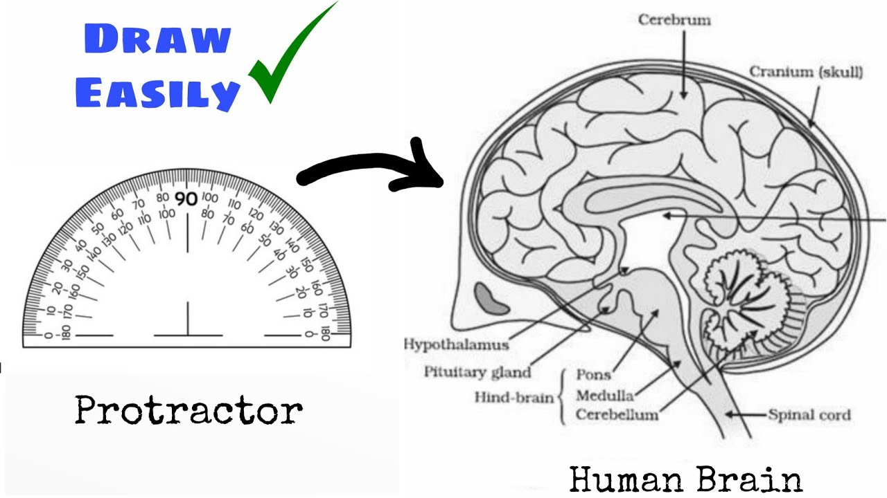 How To Draw Human Brain Step By Step how-to-draw-human-brain-step-by-step