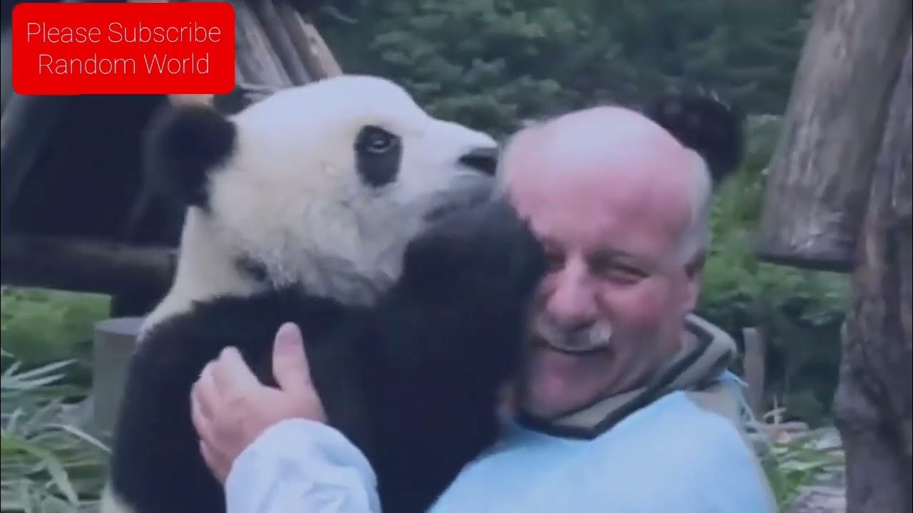 Funny Panda scenes | Relaxing video @randomworld97 - YouTube