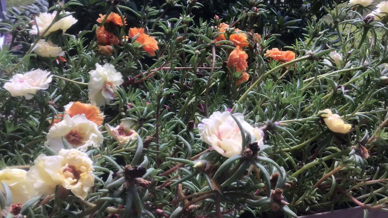 Update my Mose Roses USA - YouTube