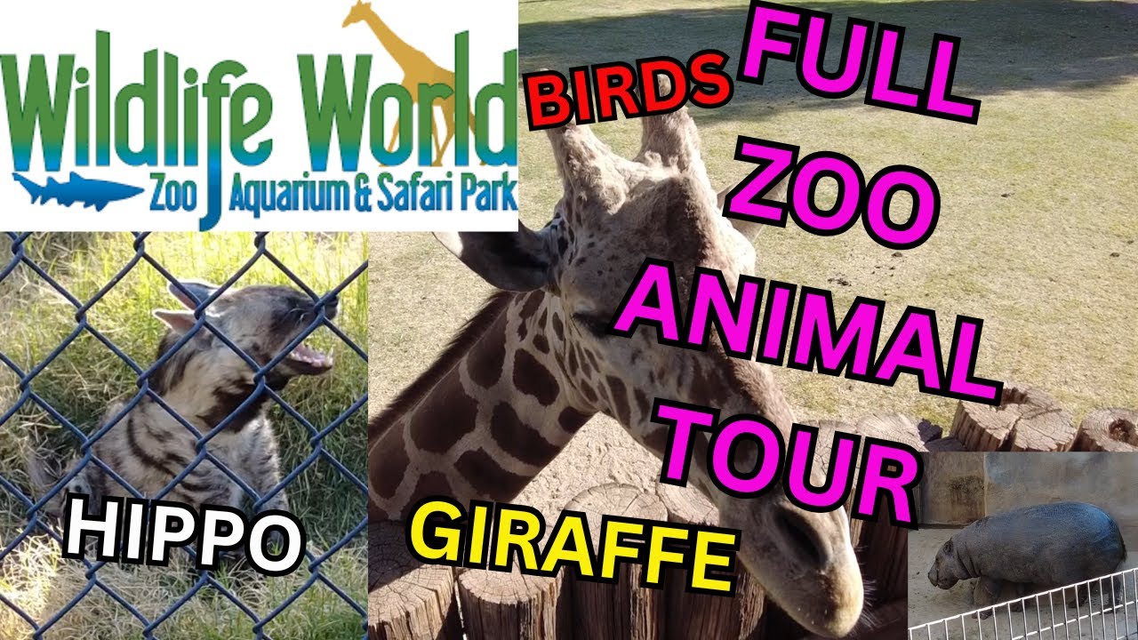 Zoo Tour Wildlife World Zoo & Aquarium Safari Park High Definition 4K ...