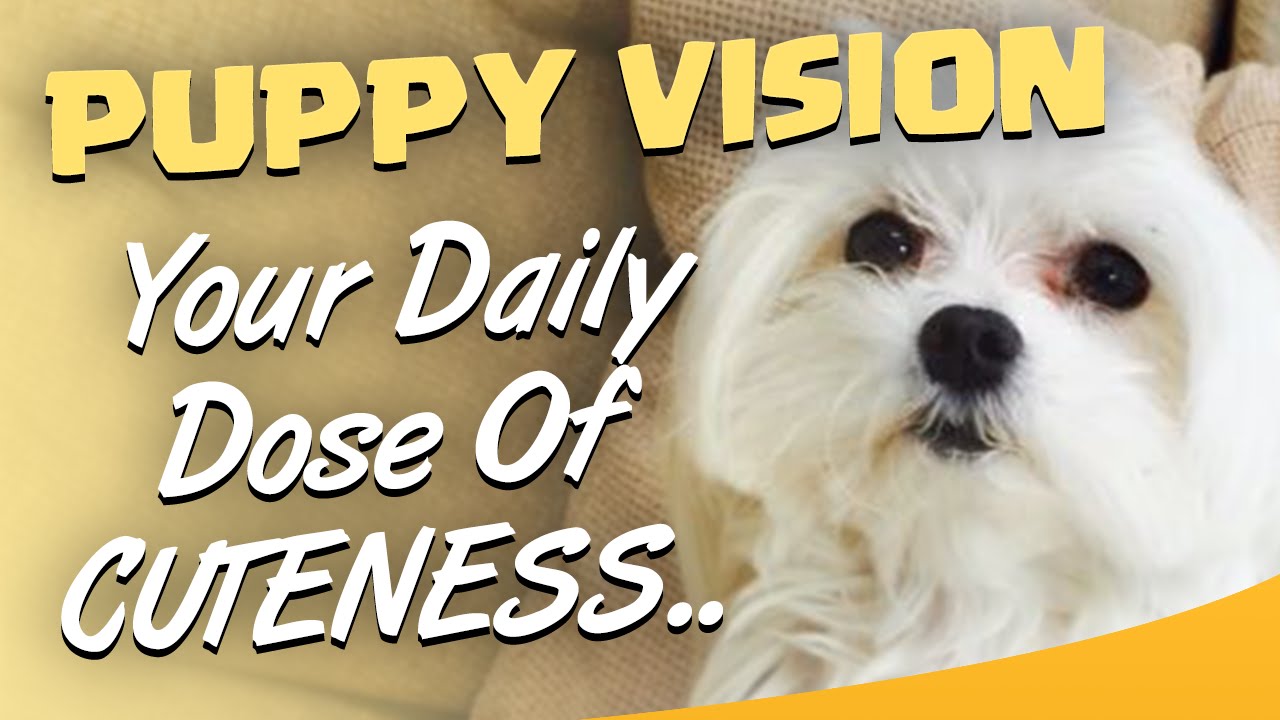 Trailer For Puppy Vision - YouTube