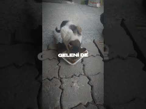 SENİ ÇOK SEVİYORUM MELEĞİM