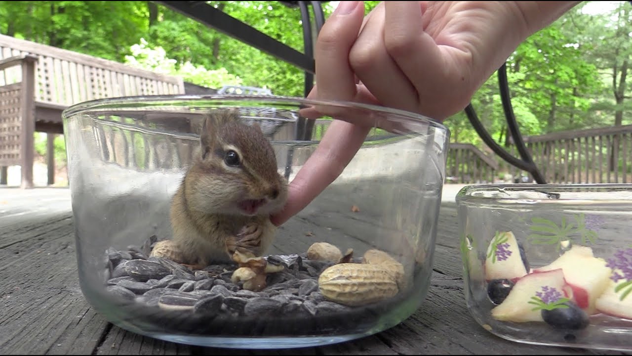 Making Chipmunk Friends - YouTube