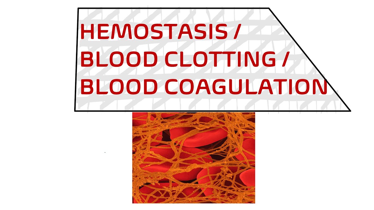 19. SEM III / BLOOD CLOTTING / HEMOSTASIS /BLOOD COAGULATION/ PAPER 1 ...