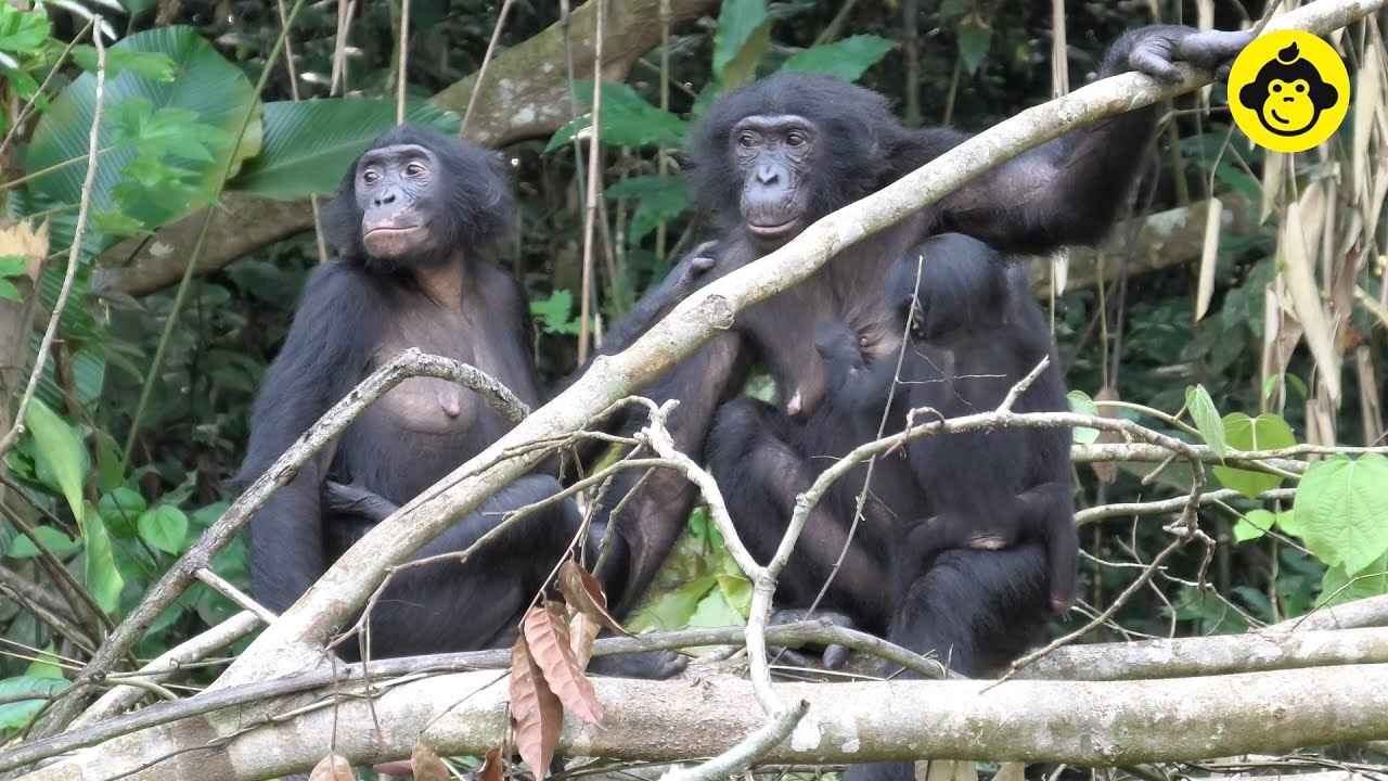 Grooming behaviors among female bonobos!【Observations of Bonobos #154 ...