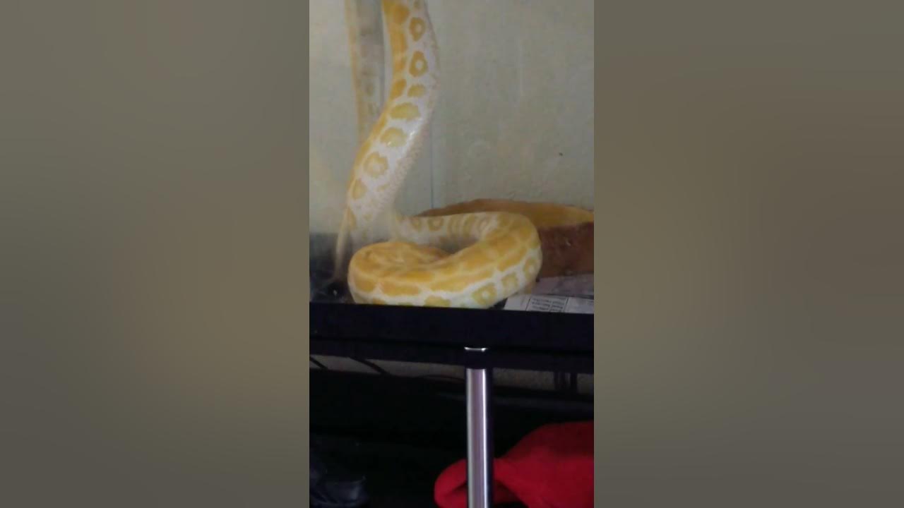Burmese Python "Feed Time" - YouTube
