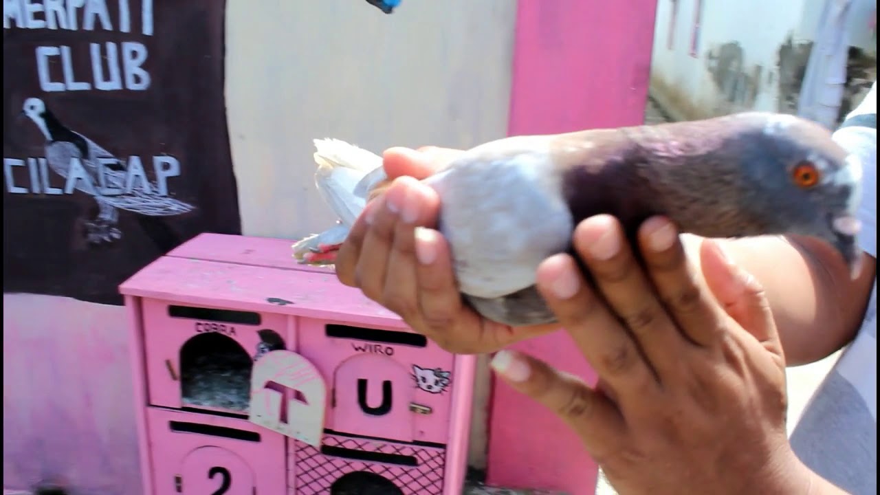 CARA / TRIK MEMILIH MERPATI TINGGI SUPER BAGUS - YouTube