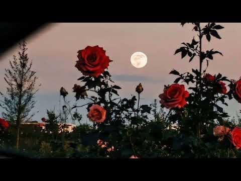 Sunami - Kim İtirmir Ki Bu Dünyada,