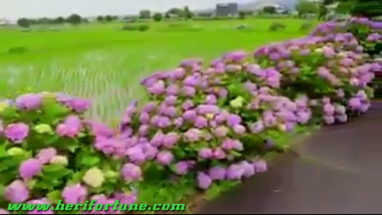 TAMAN BUNGA di pinggiran jalan super indah,dan sejuk [,herifortune ...