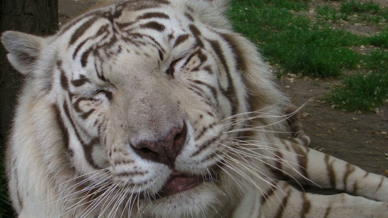White Bengal tiger - Panthera tigris tigris - Beli bengalski tigar ...