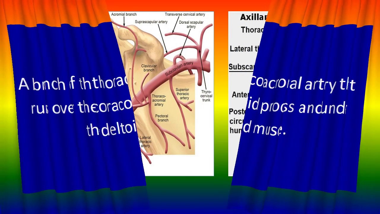 Acromial Artery - YouTube