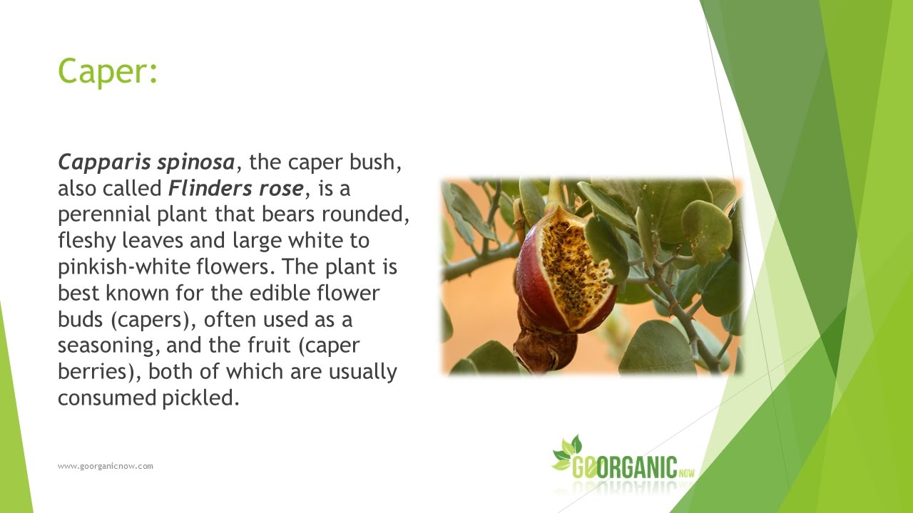 Health Benefits of Caper - YouTube