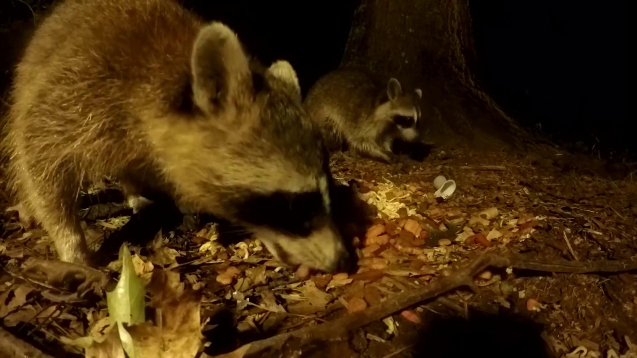 Ohio Raccoon & Pregnant Opossum Nature WILD ANIMAL CUTE - YouTube