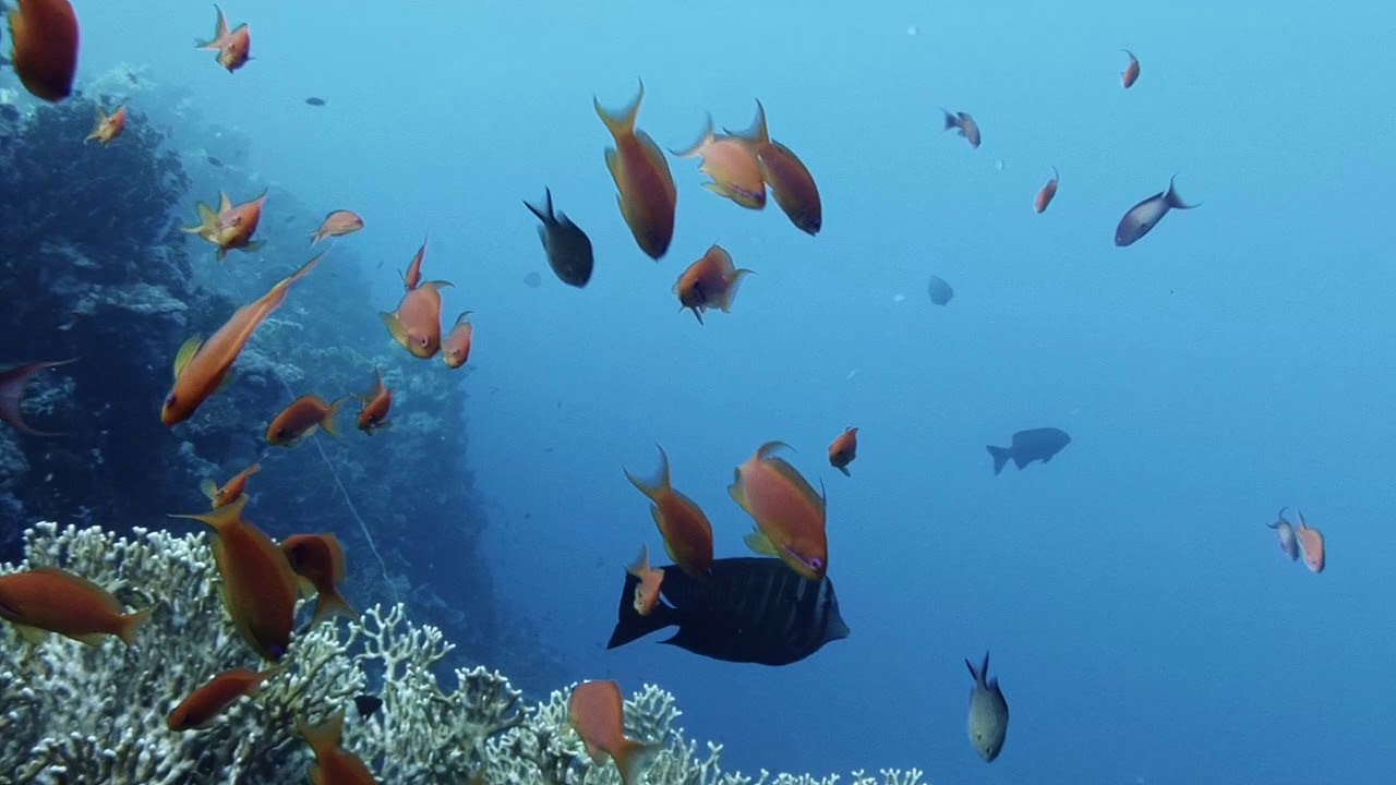 Freediving ride in the Straits of Tiran : Red Sea : Egypt Sharm el ...