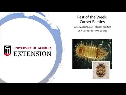 Do Carpet Beetles Have A Hard Shell