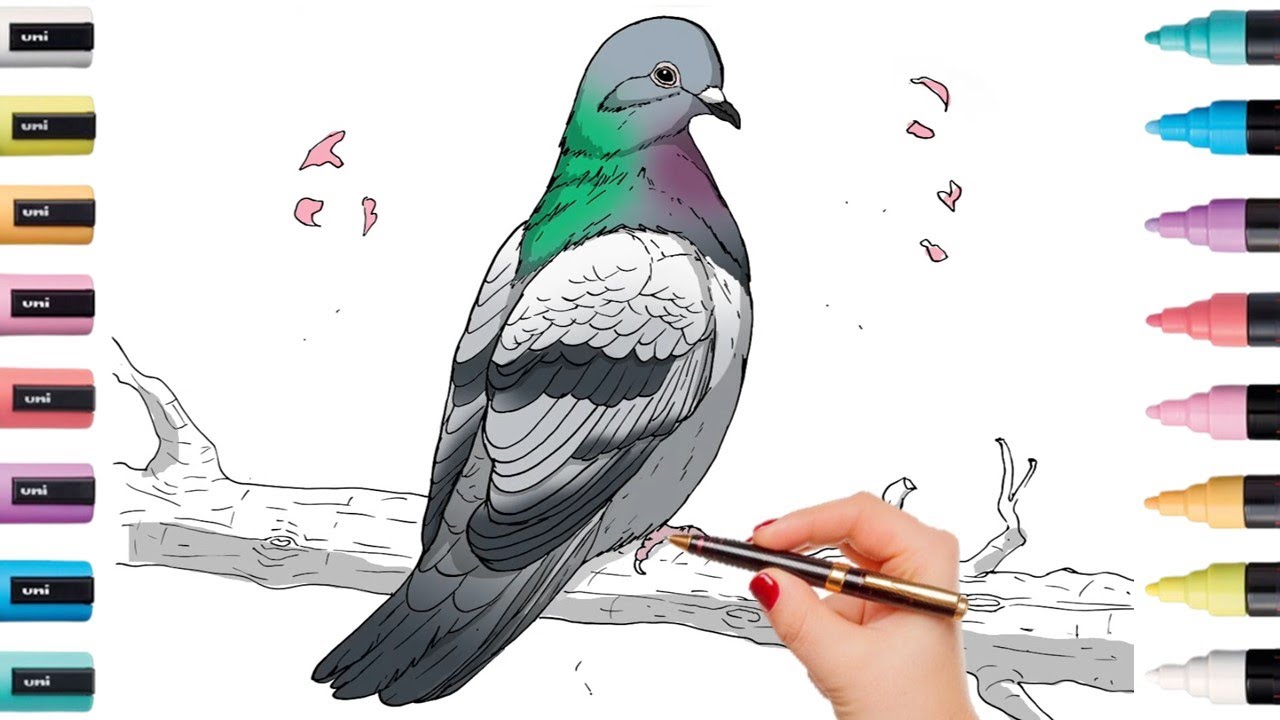 Coo for Creativity! Draw a Realistic Pigeon Step-by-Step - YouTube