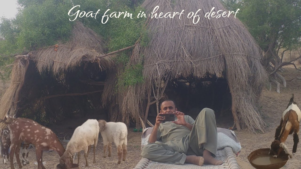 Visit to a goat farm in thar desert - YouTube