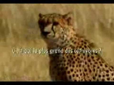 gepard prikol