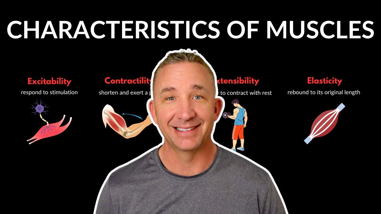 Muscular System: Characteristics of Every Muscle - YouTube