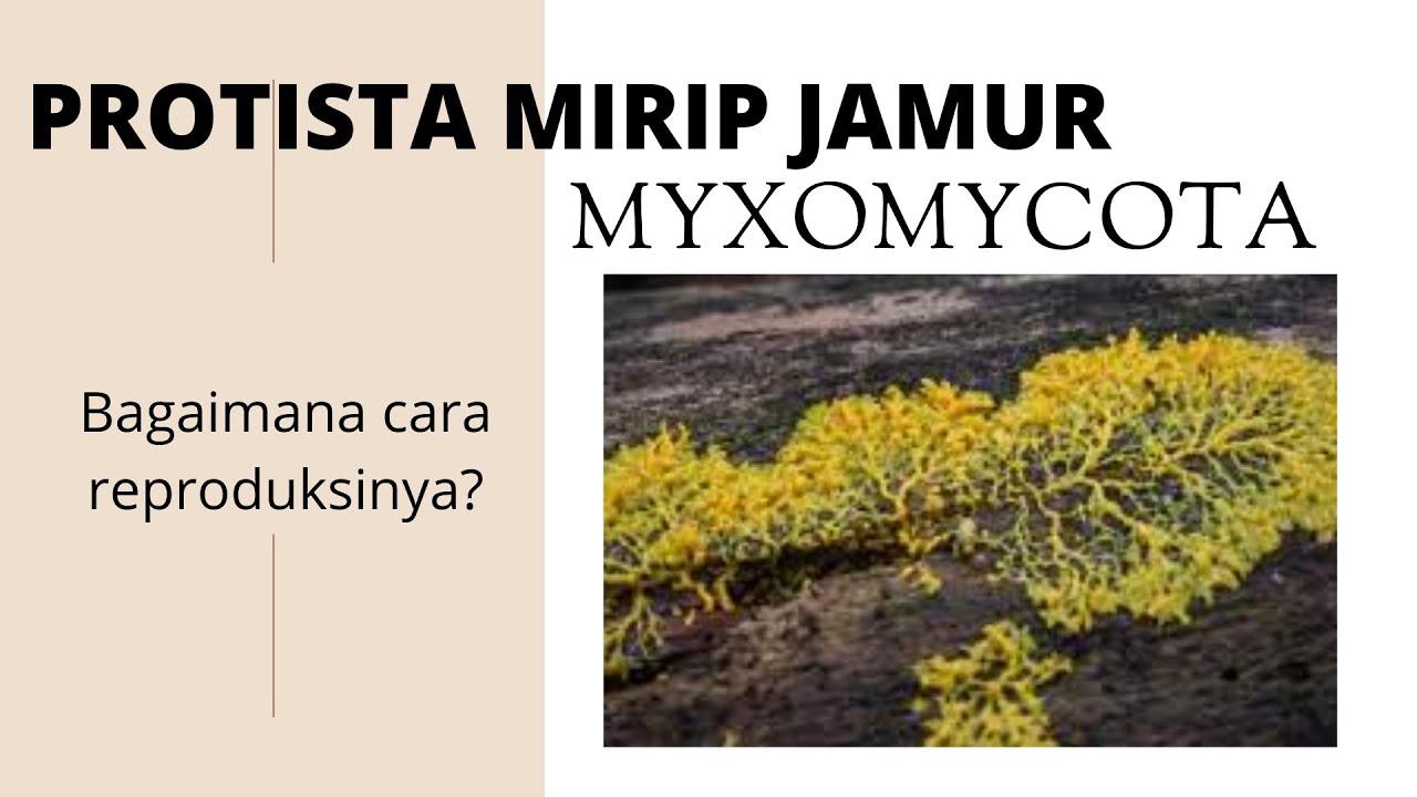 PROTISTA MIRIP JAMUR MYXOMYCOTA (JAMUR LENDIR) Dina Mariana2021 - YouTube
