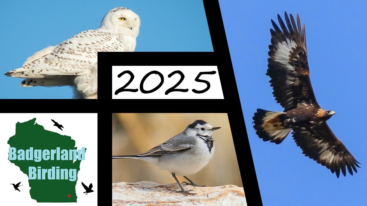 2025 First of the Year Birding Challenge - YouTube