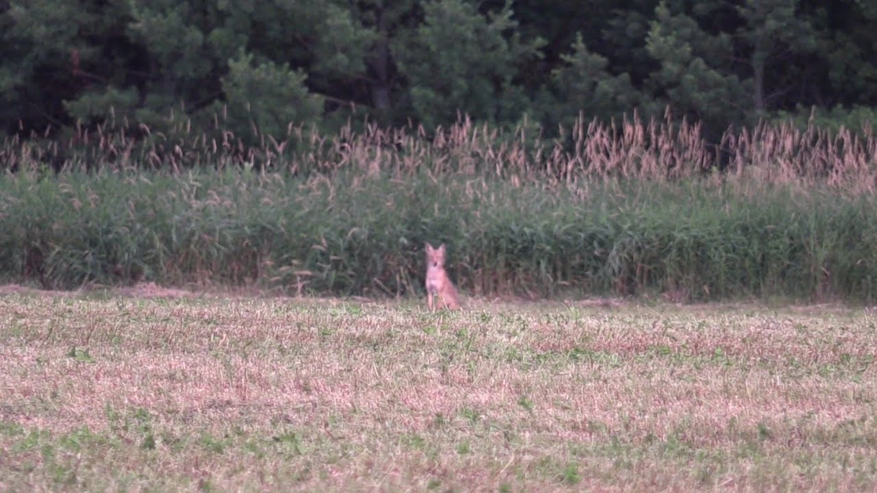 Coyote Hunting - Lazy male down! - YouTube