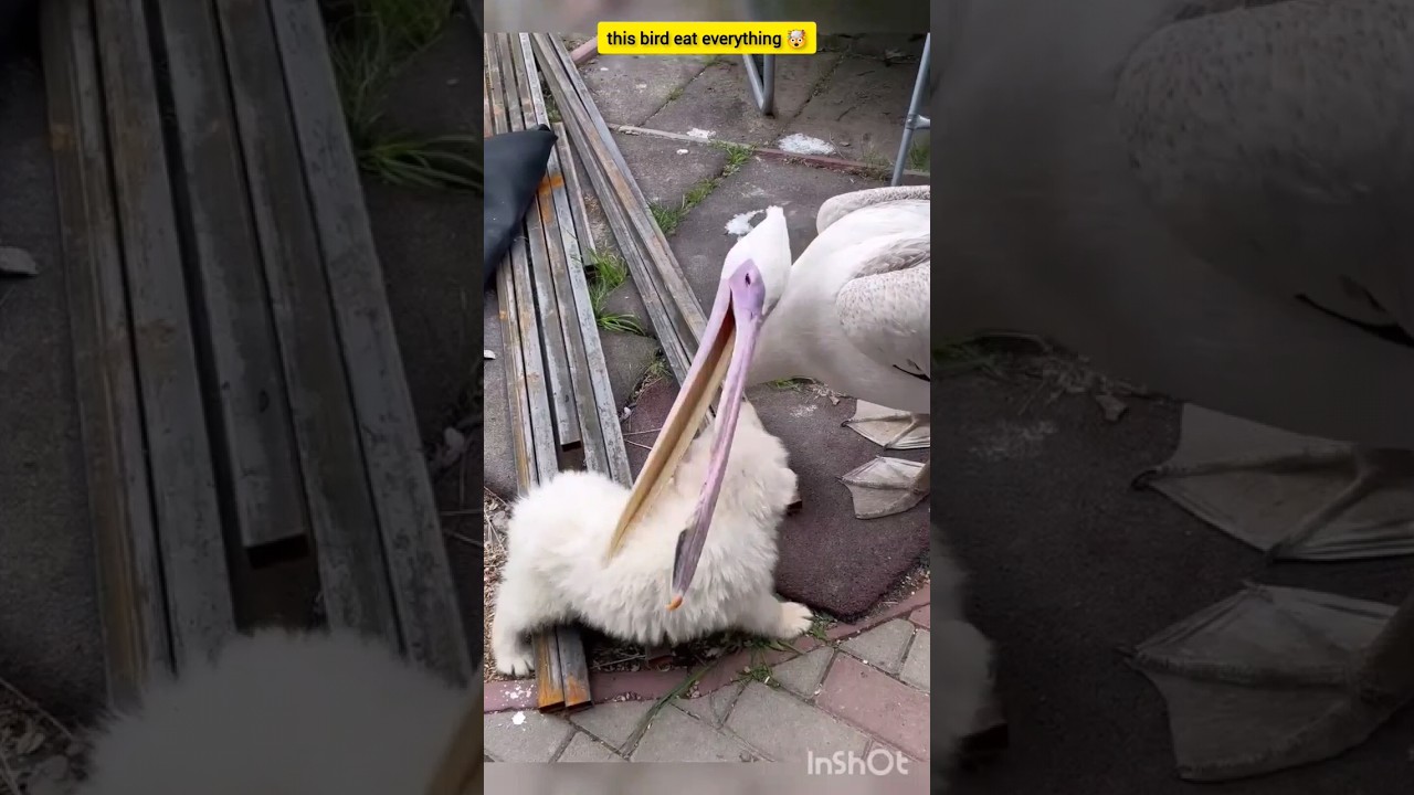 why pelican bird eat everything #shorts - YouTube