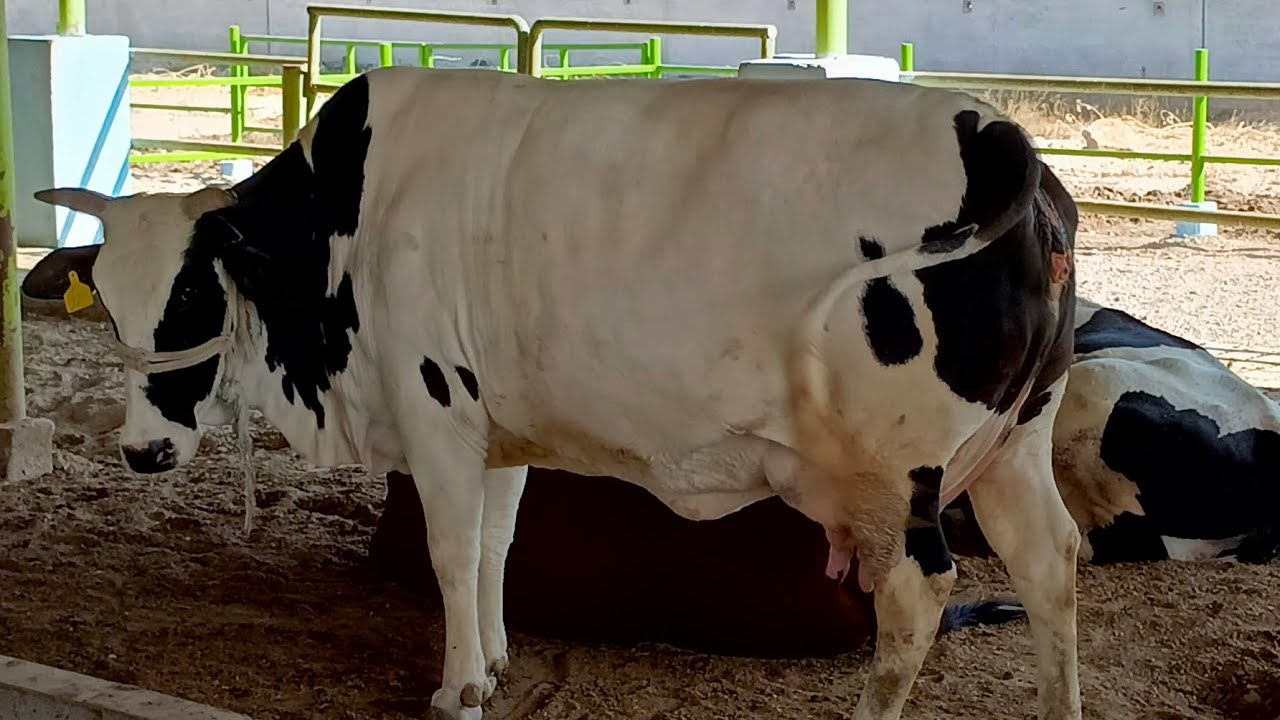 Dexter Dairy form Gaban or milking wali heifer's cow 🐄 - YouTube