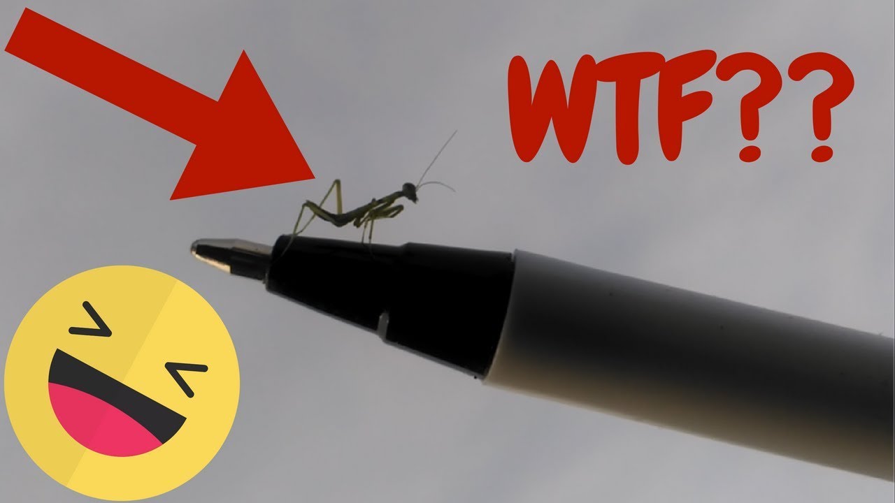 Worlds smallest praying mantis ever found!!! - YouTube