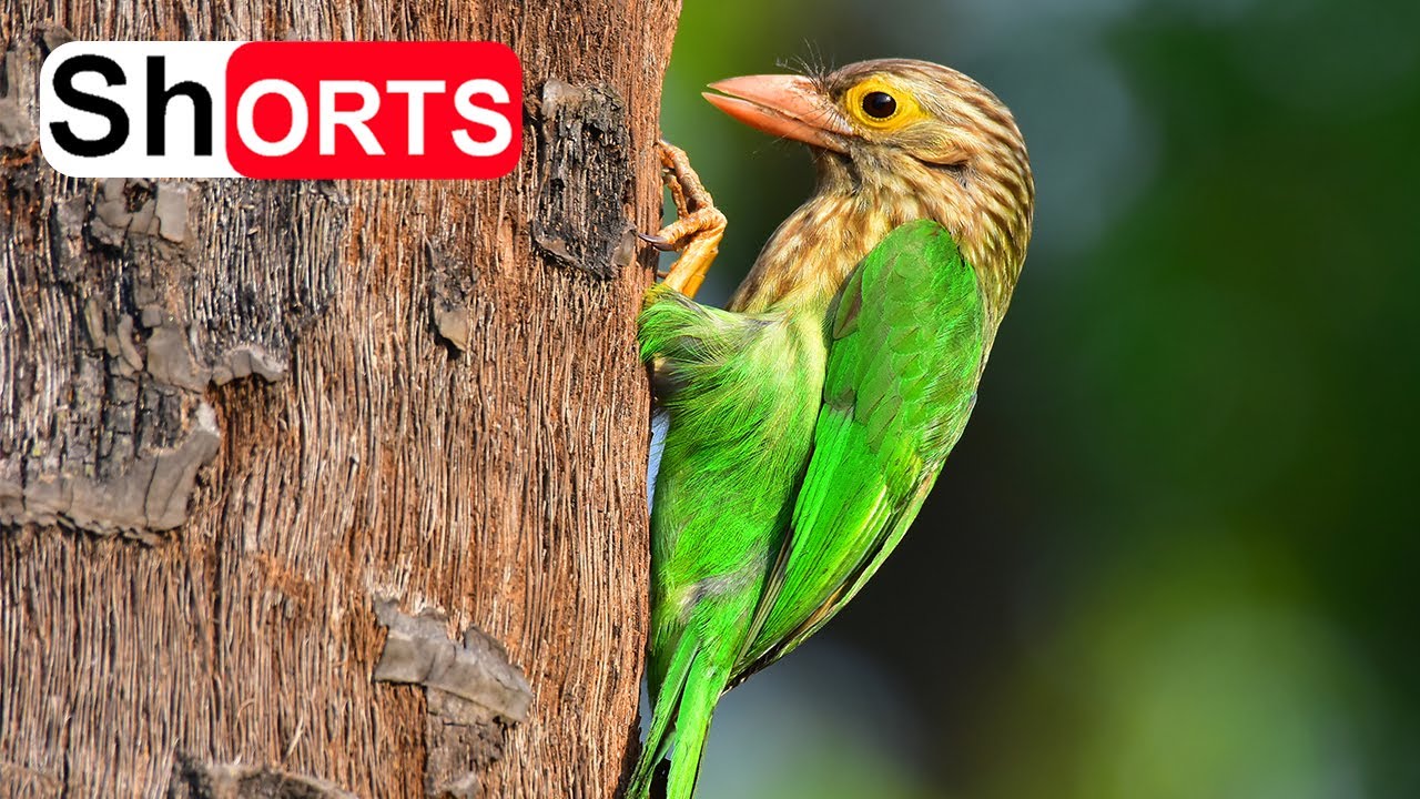Lineated Barbet Feeding Babies In Hollow Tree – Bird Nest In Tree ...