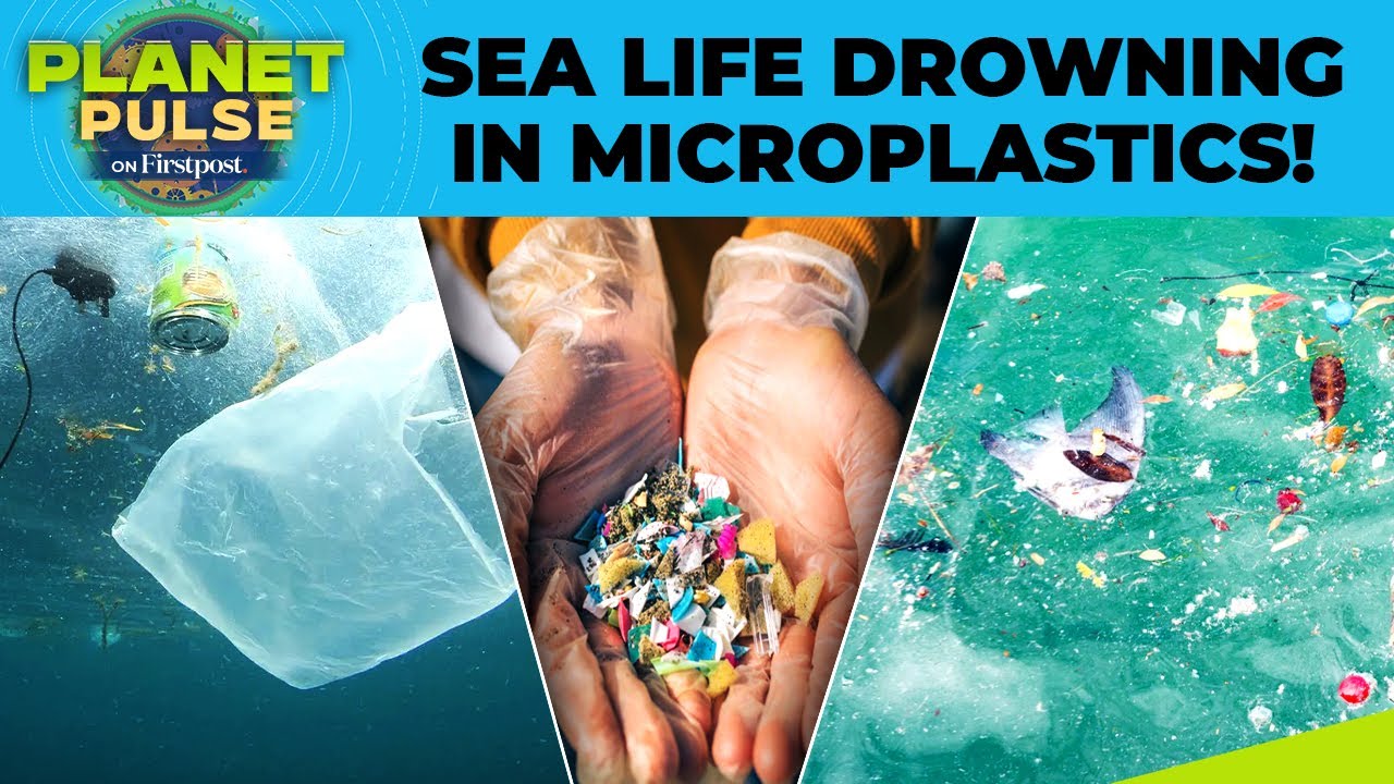 Microplastics Now Threaten Over 1,200 Marine Species Including Blue ...