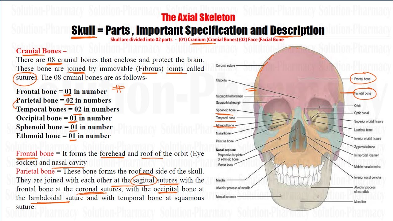 Anatomy Physiology 55 Division Of Skeletal System Axial