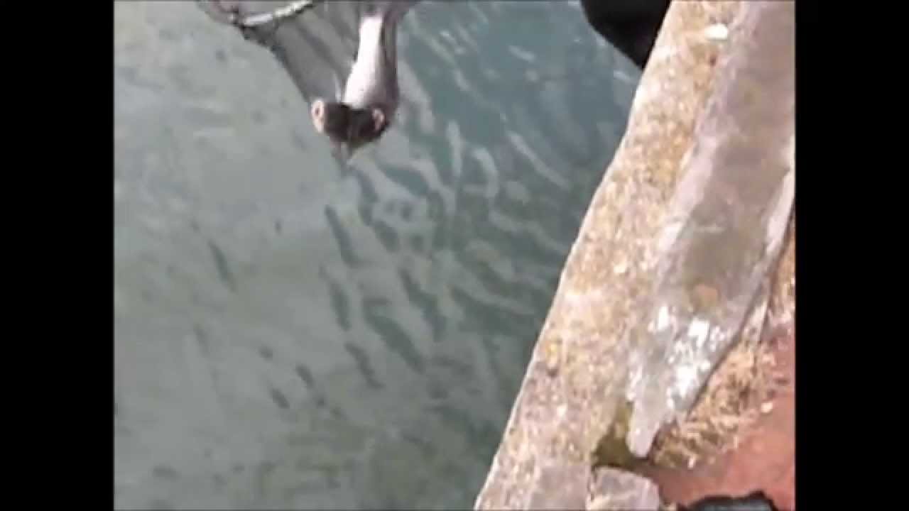 Pèche au mulet du bord du quai ( muge,saupe fishing) - YouTube