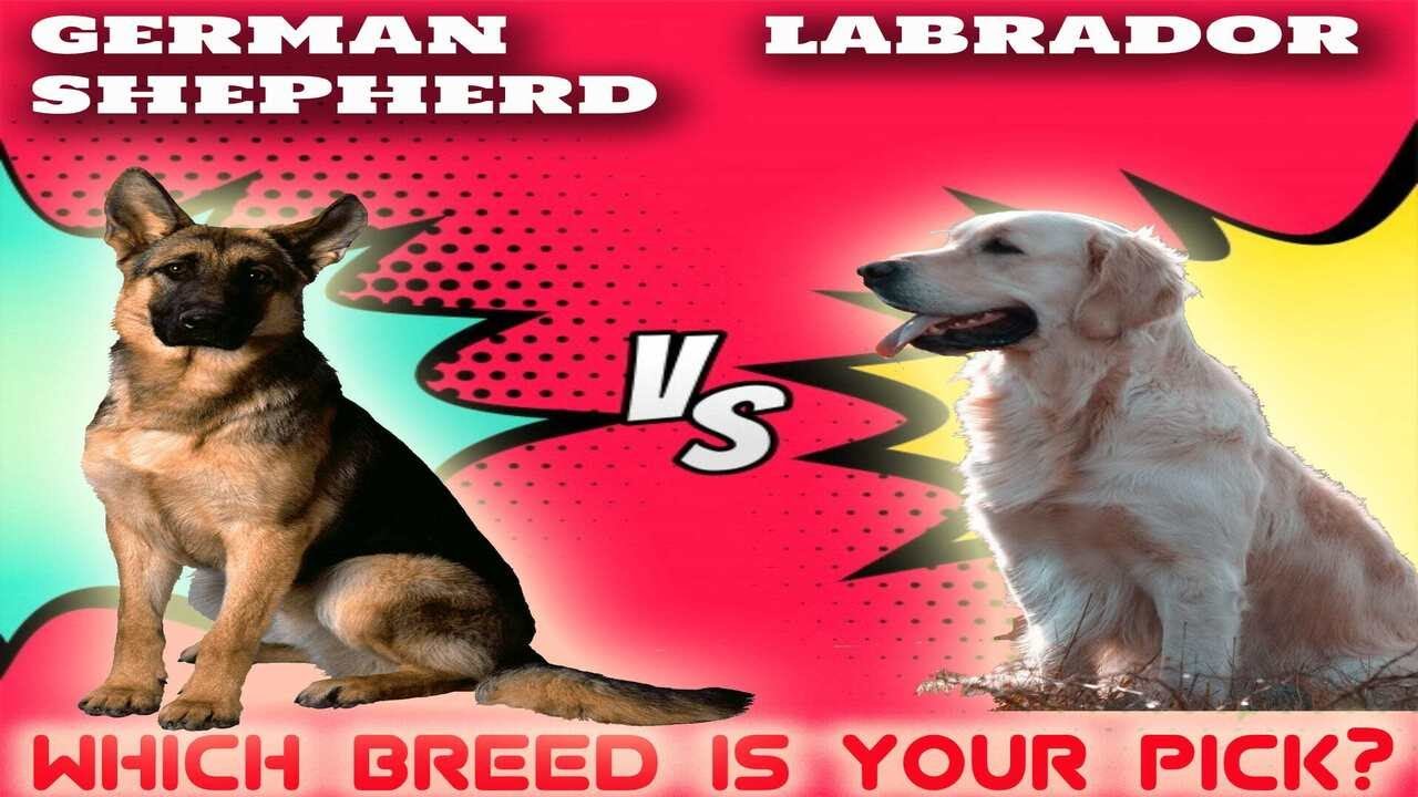 German Shepherd VS Labrador - Comparison - YouTube