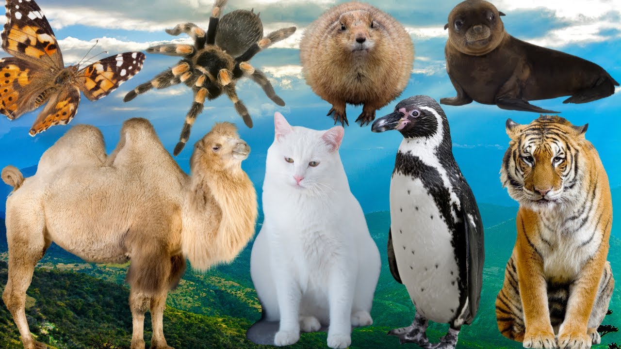 Learn about familiar animals, animal sounds and foods cows, dog, cats ...