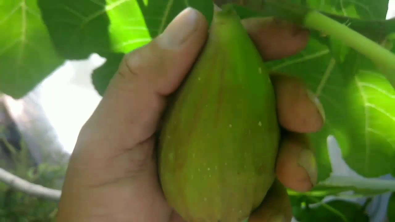 para que no se caiga la fruta de el árbol como solucionarlo - YouTube