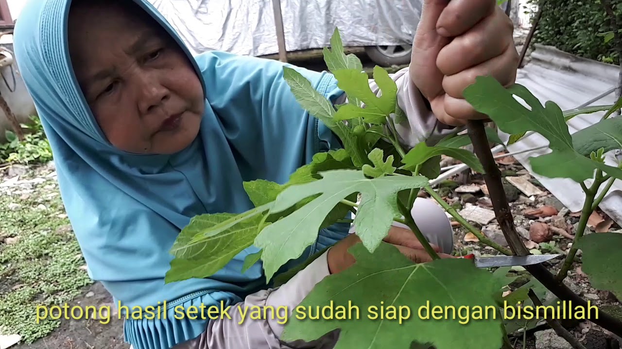 CARA PALING MUDAH & SEDERHANA SETEK POHON TIN - YouTube