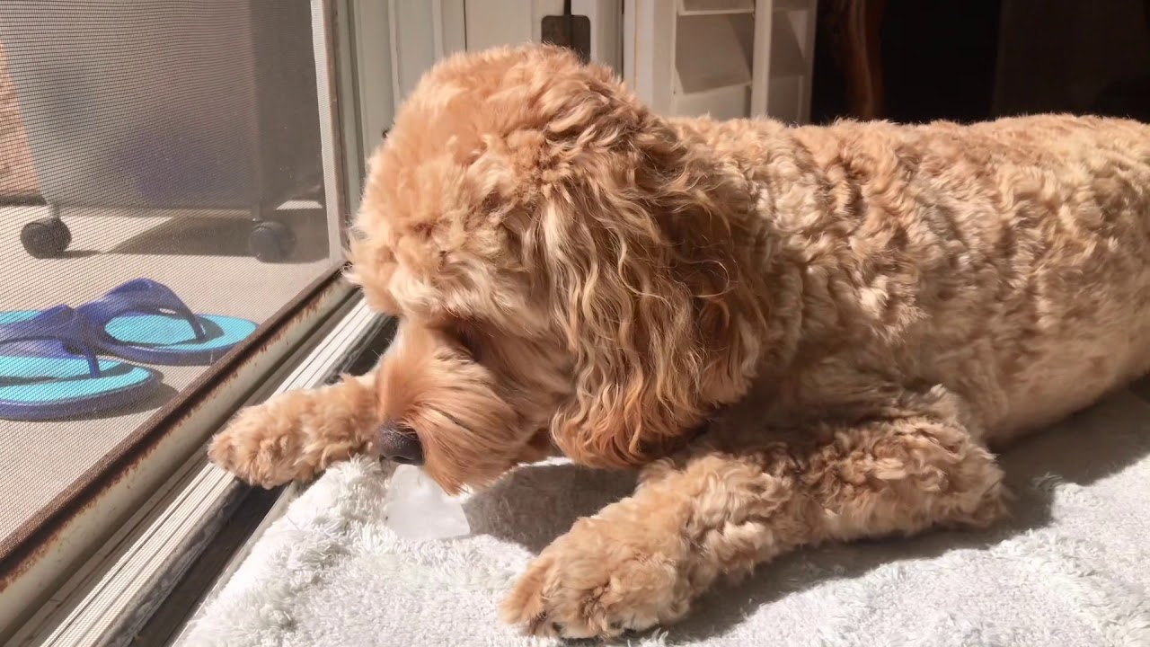Cockapoo Eats Ice Cube in The Sun - YouTube