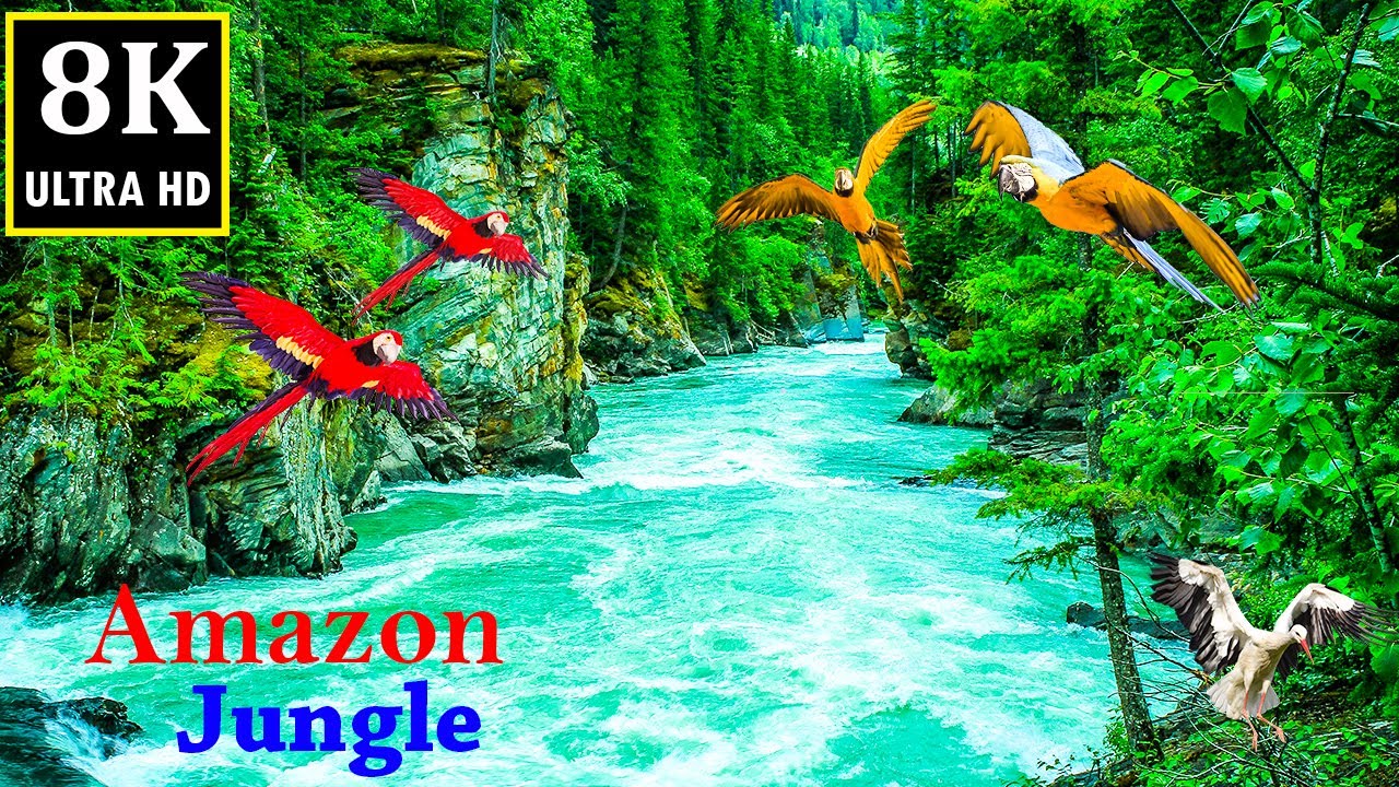 Amazon 4K Wildlife - Creatures Inhabiting the Jungle | Amazon ...