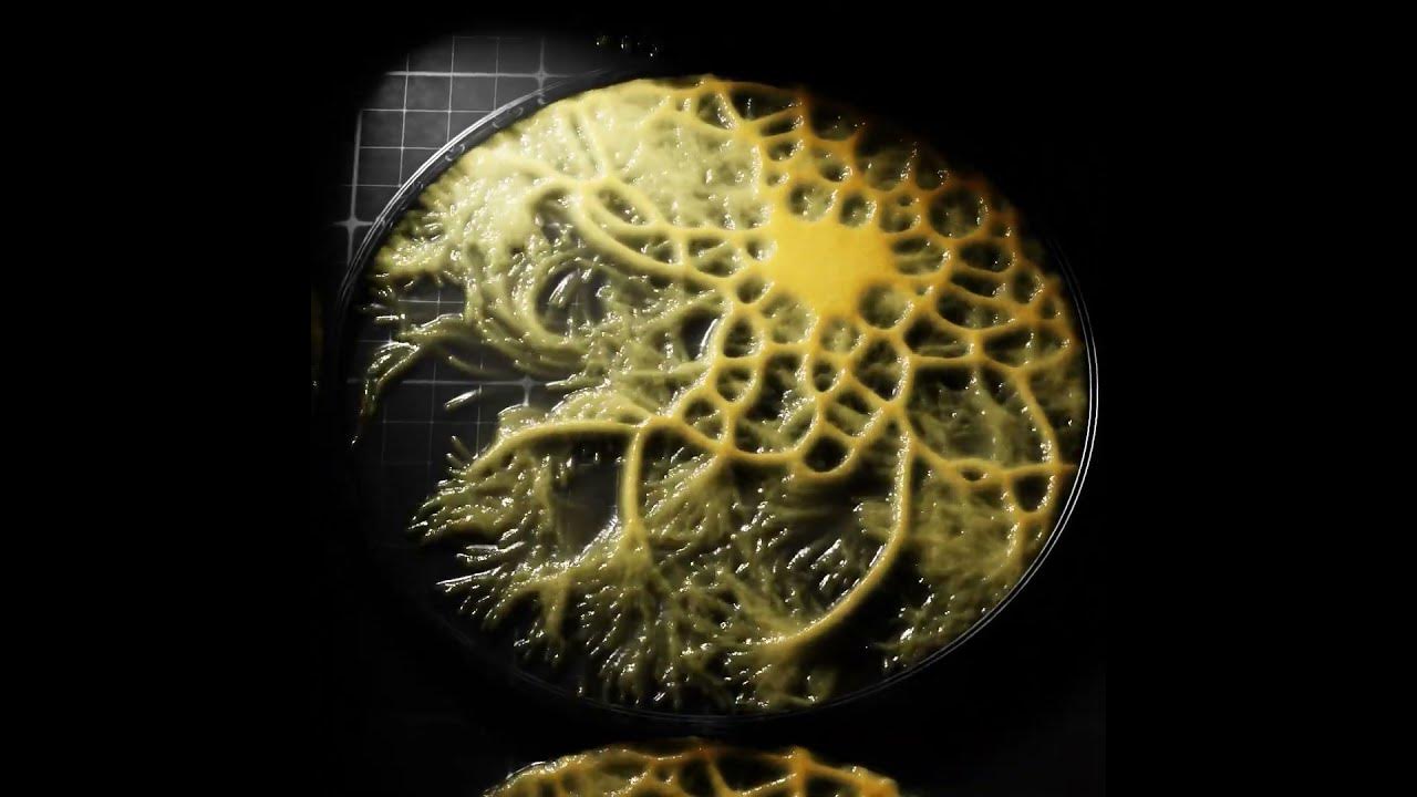 Grid-Based Physarum Simulation - YouTube