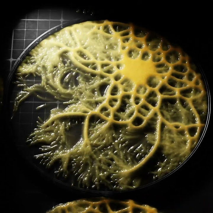 Grid-Based Physarum Simulation - YouTube