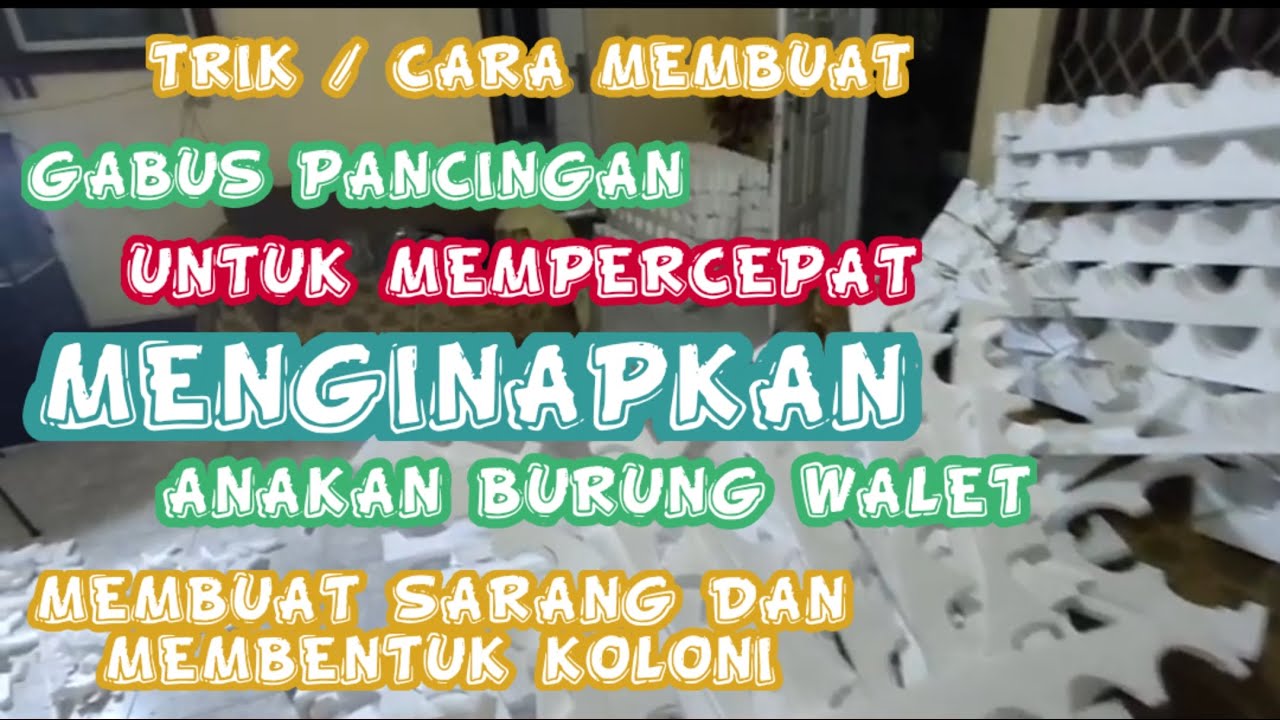 RAHASIA / CARA MEMBUAT GABUS PANCINGAN ANAKAN BURUNG WALET II TERBUKTI ...
