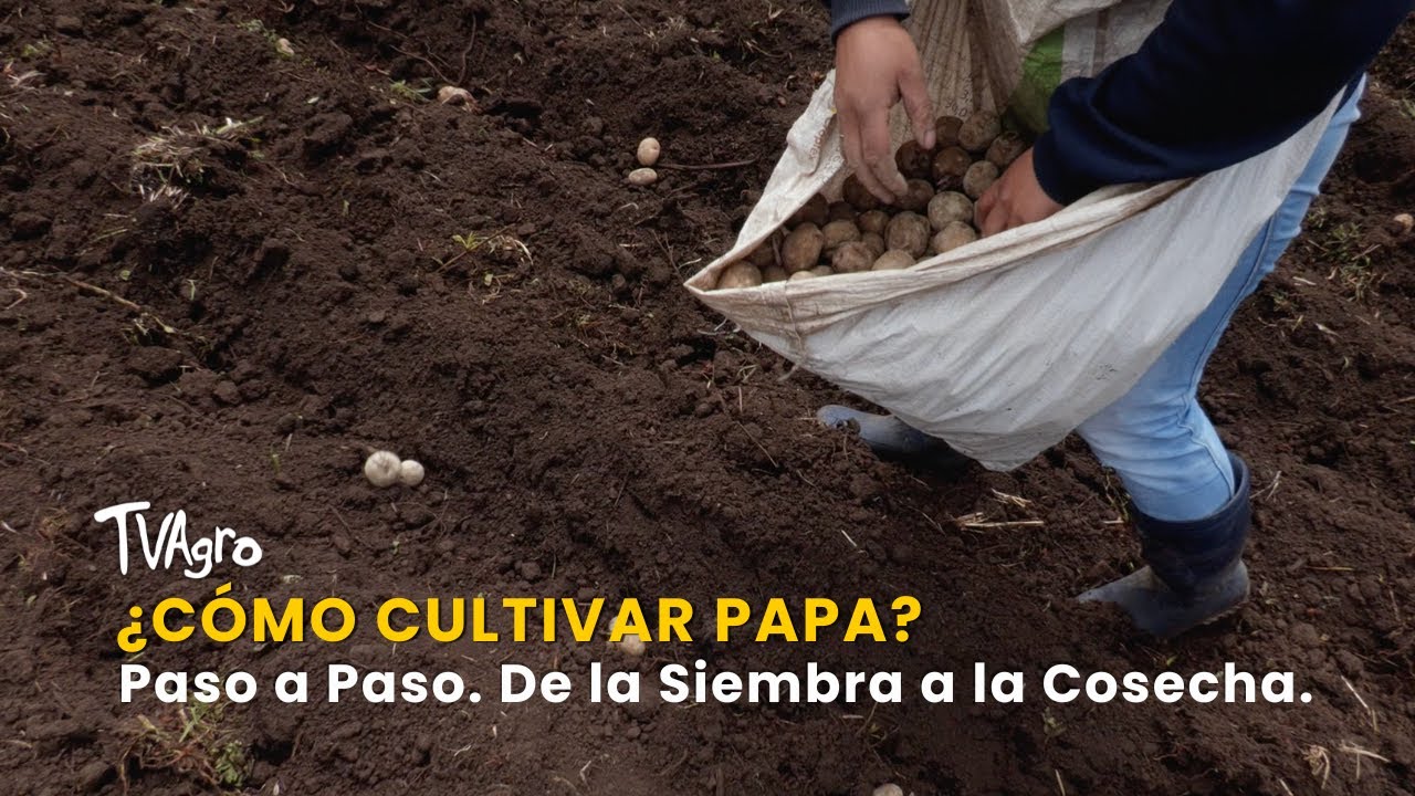 ¿Cómo Cultivar Papa Paso a Paso? De la Siembra a la Cosecha - TvAgro ...