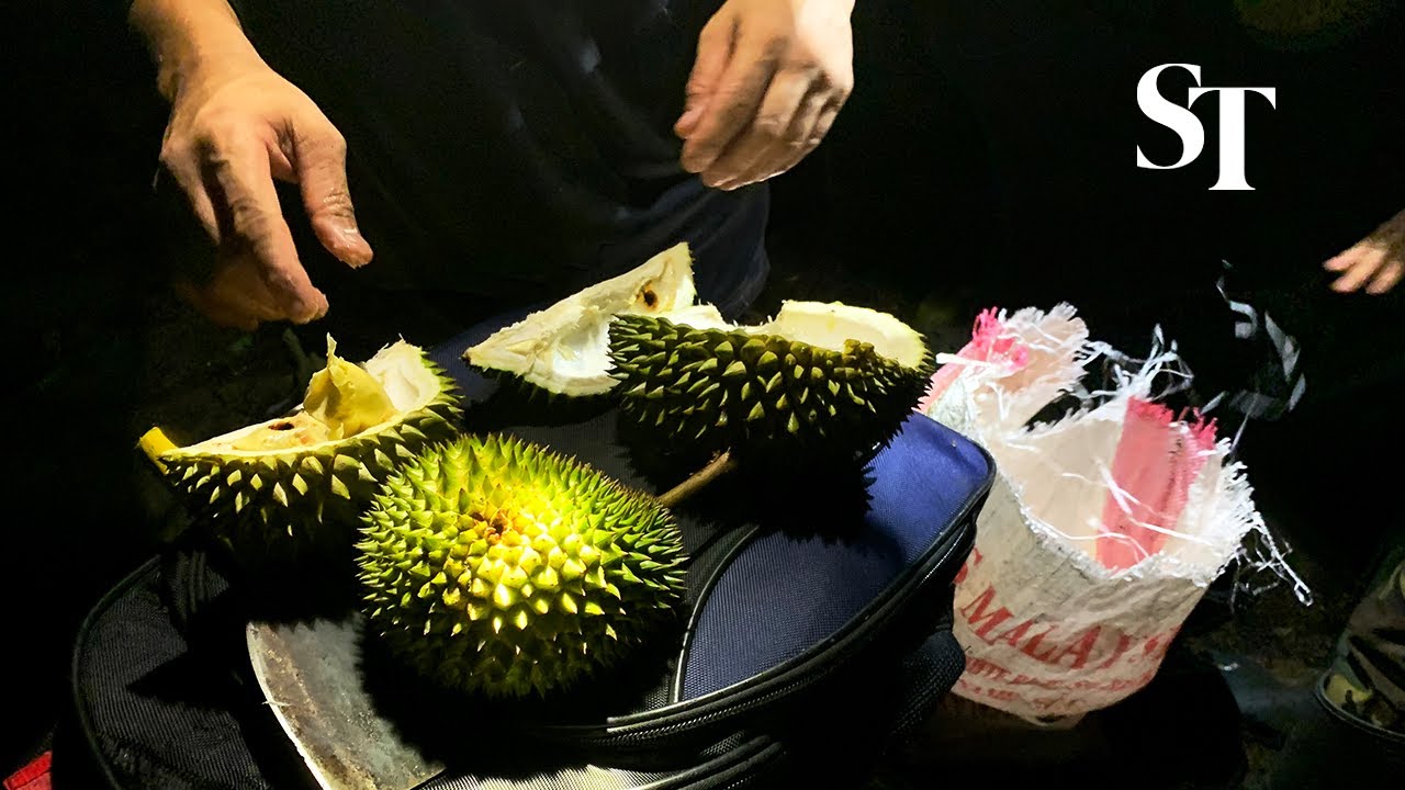 Singapore's durian hunters risk injury and fines for the king of fruits ...