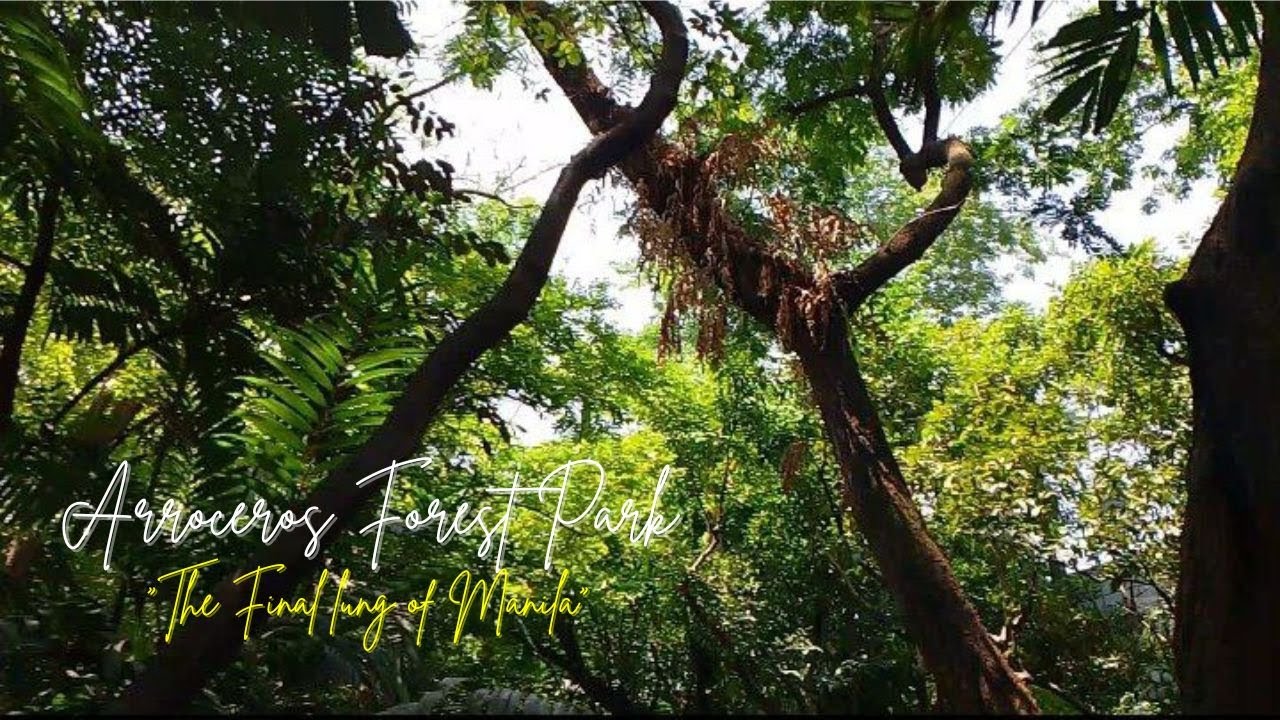 Arroceros Forest Park "The Final Lung of Manila" - YouTube