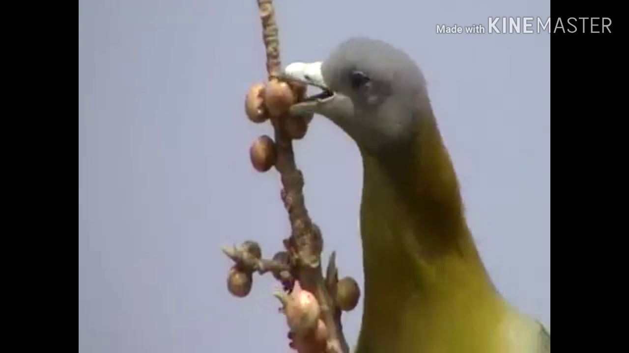 Green Dove in pakistan (sindh). - YouTube