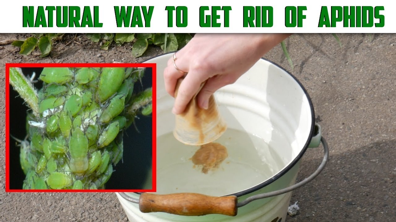 Natural Way To Get Rid Of Aphids - Homemade Aphid Spray - Aphids In The ...